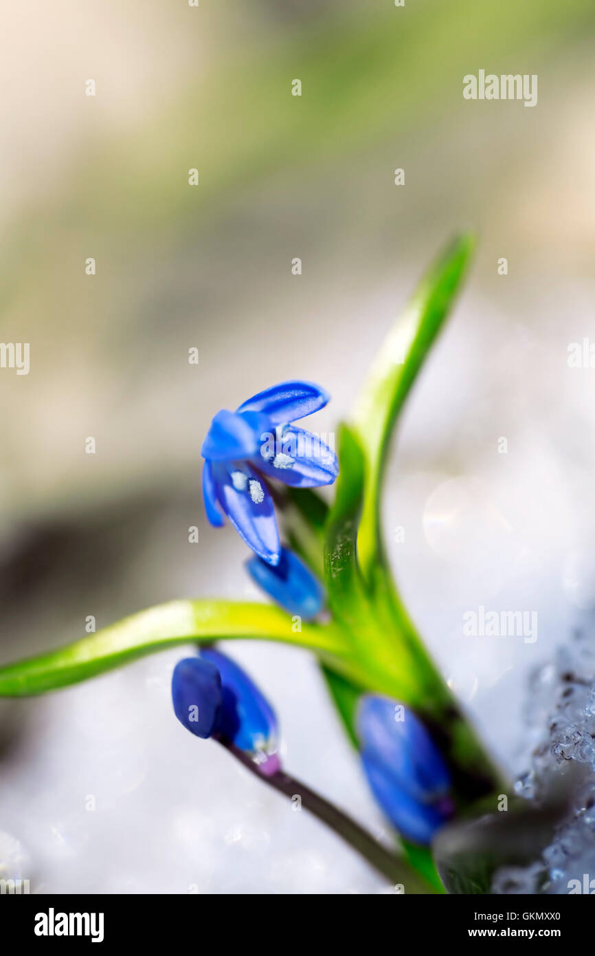 blue gentle flower snowdrop in early spring season Stock Photo - Alamy