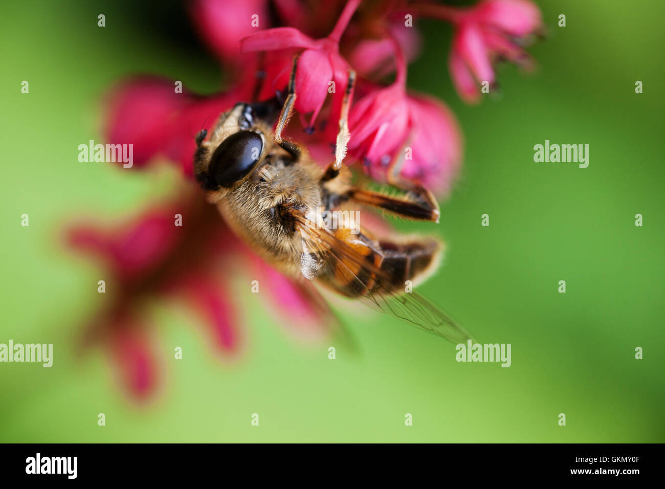 Busy hanging hi-res stock photography and images - Alamy