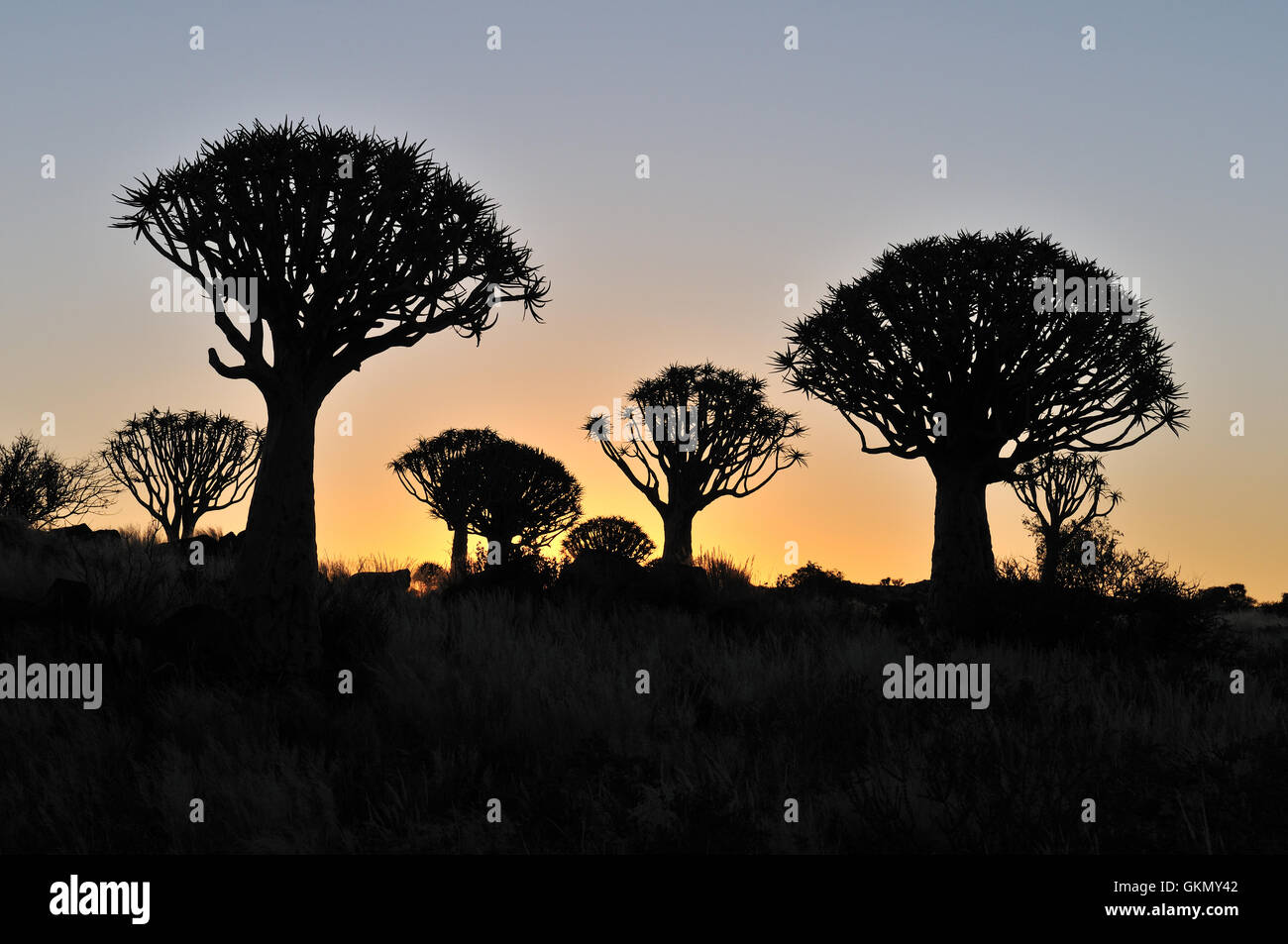 Sunset at the Quiver Tree Forest, Namibia Stock Photo - Alamy