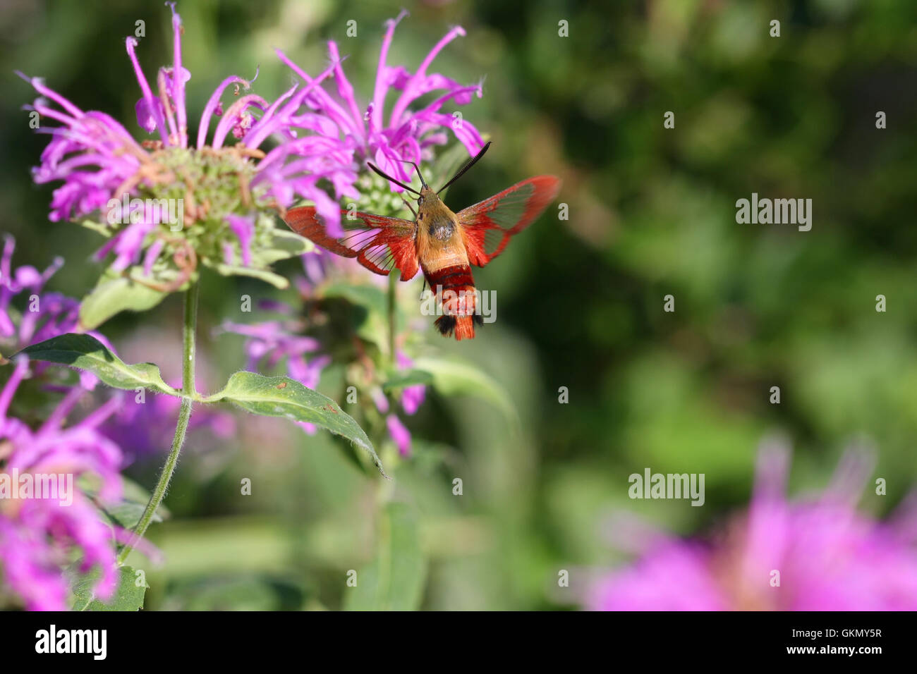Hummingbird Clearwing Moth Stock Photo - Alamy