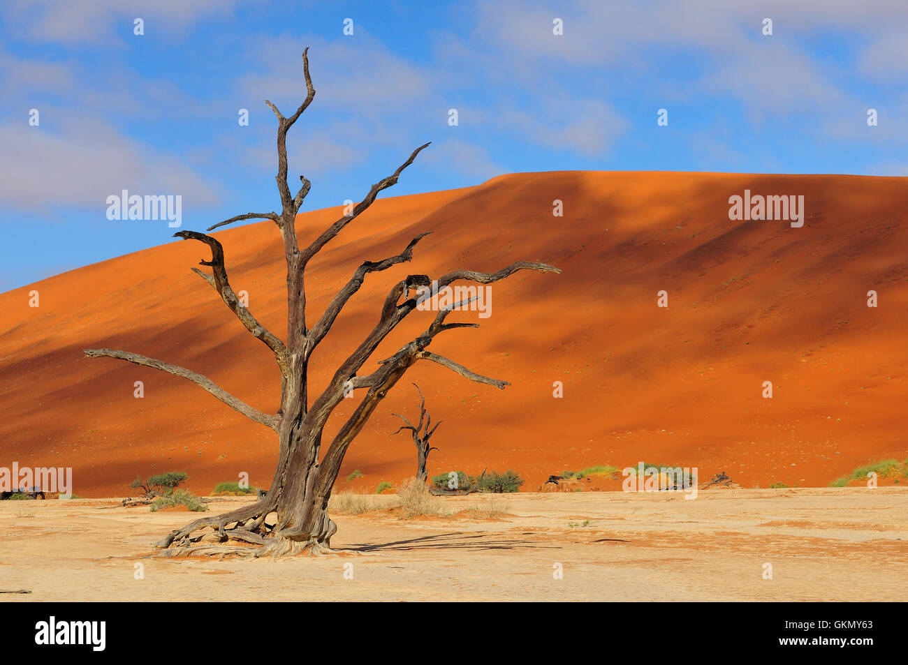 Lonely tree skeleton, Deadvlei, Namibia Stock Photo - Alamy
