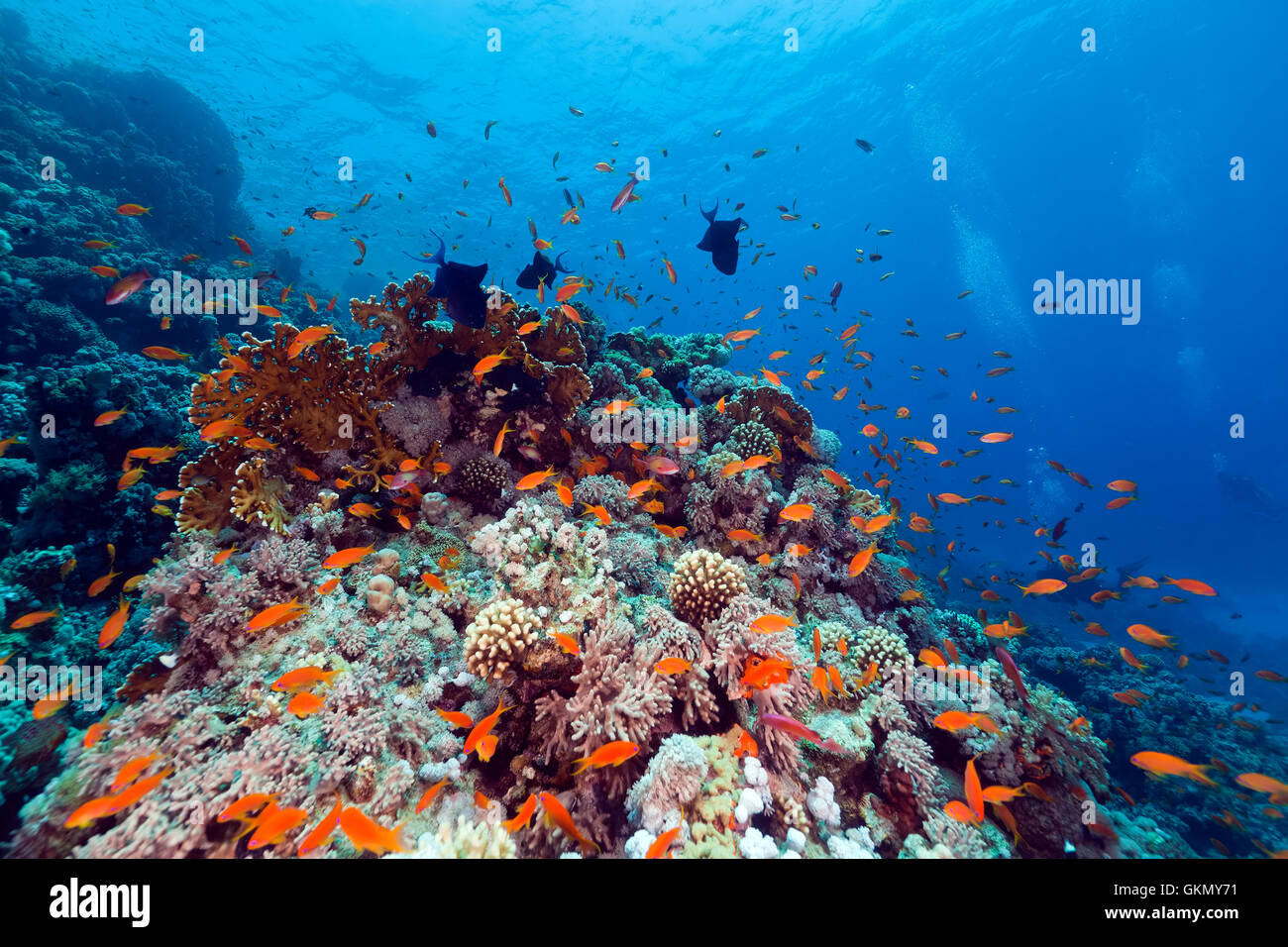 Fish and tropical reef in the Red Sea Stock Photo - Alamy