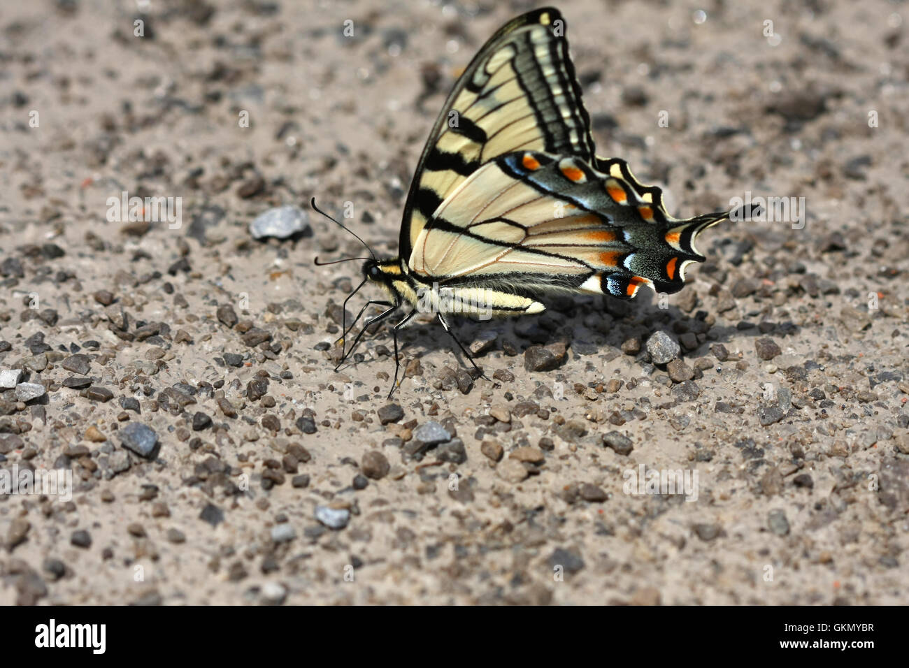 Eastern Tiger Swallowtail Butterfly Stock Photo - Alamy