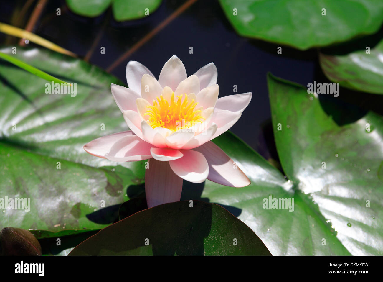 Pink Water Lily Stock Photo - Alamy