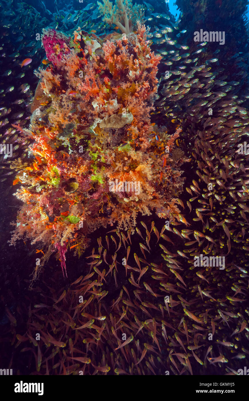 Golden sweepers (parapriacanthus ransonneti) in the Red Sea Stock Photo ...