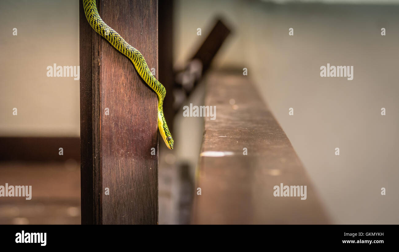 Chrysopelea ornata, golden tree snake Stock Photo - Alamy