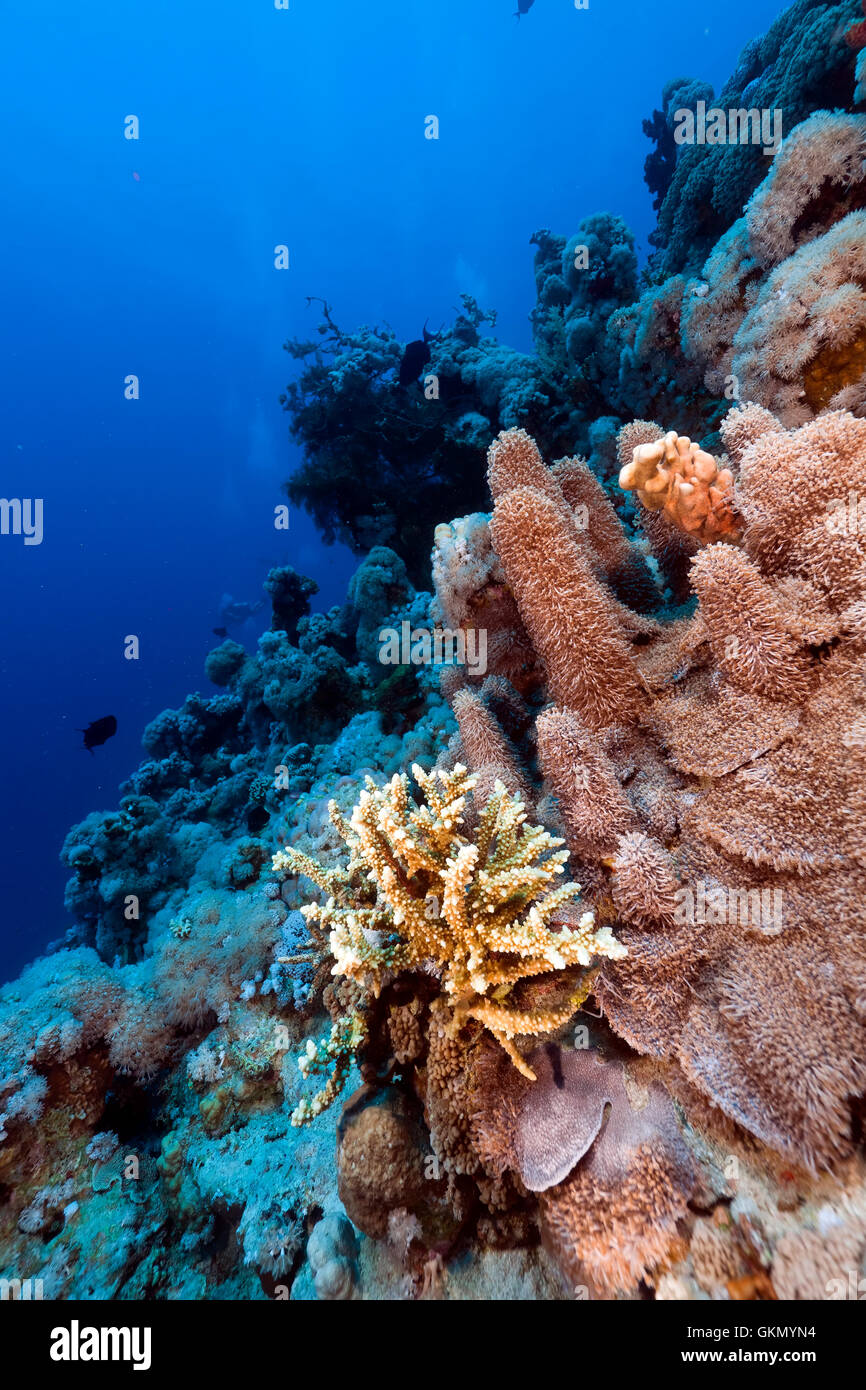 Porites solida hi-res stock photography and images - Alamy