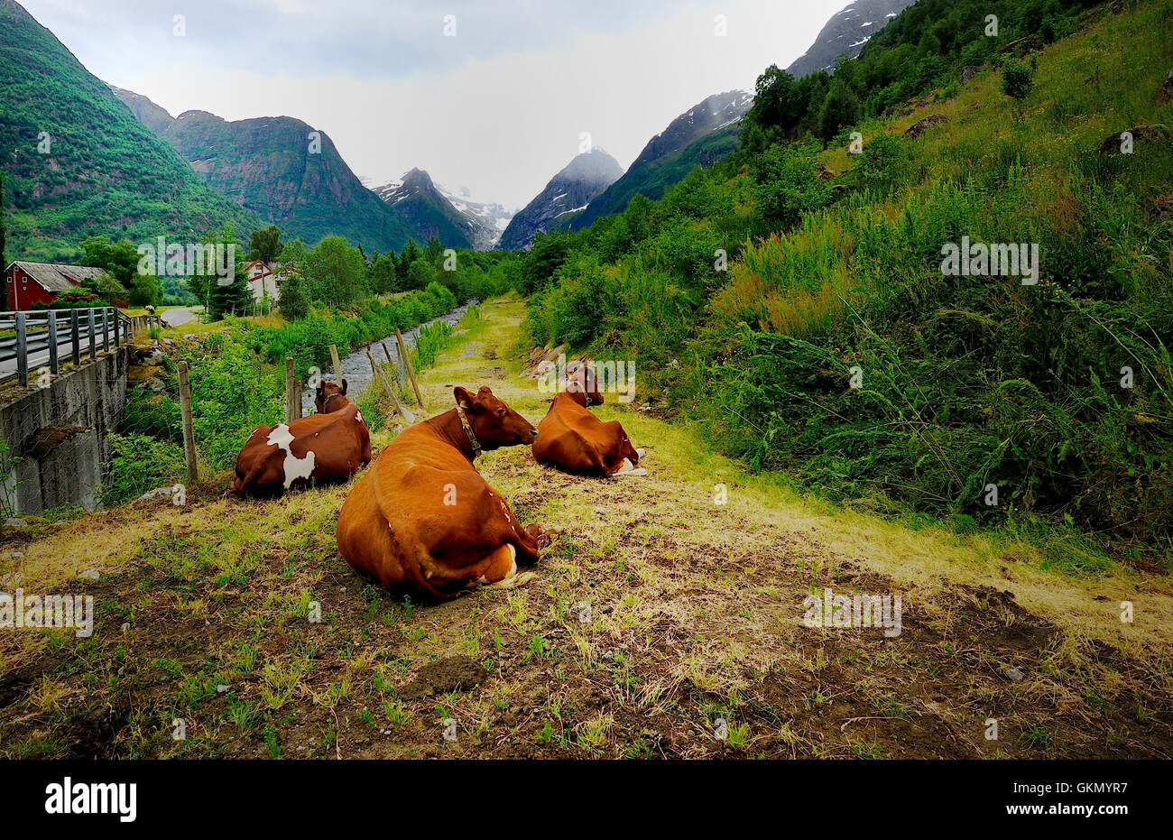 Three Brown Cows laying down Stock Photo - Alamy