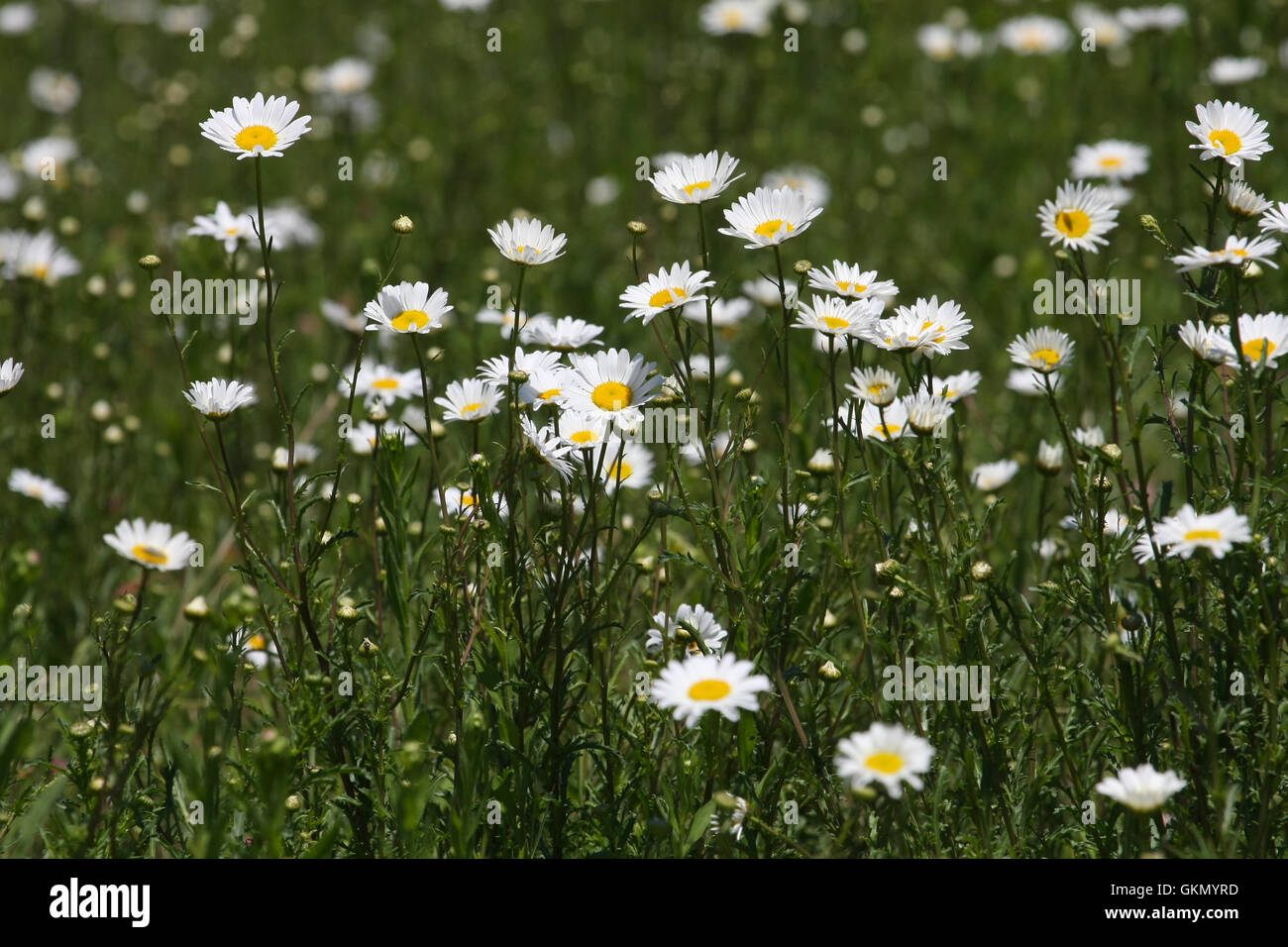 Ox-Eyed Daisy flower Stock Photo - Alamy