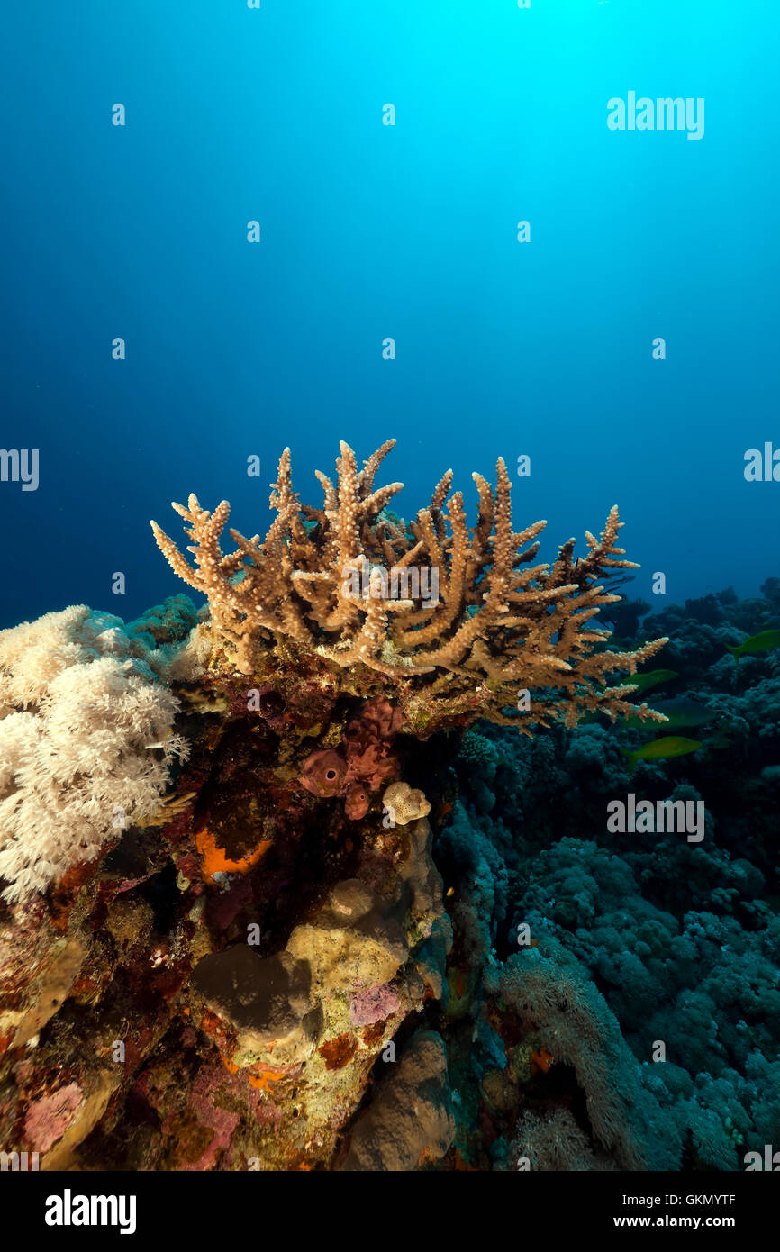 Acropora and tropical reef in the Red Sea Stock Photo - Alamy