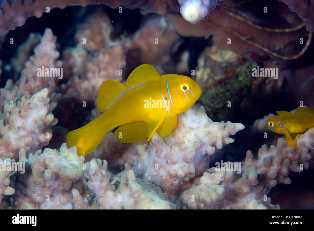 Citron coral goby (gobiodon citrinus) in the Red Sea Stock Photo - Alamy
