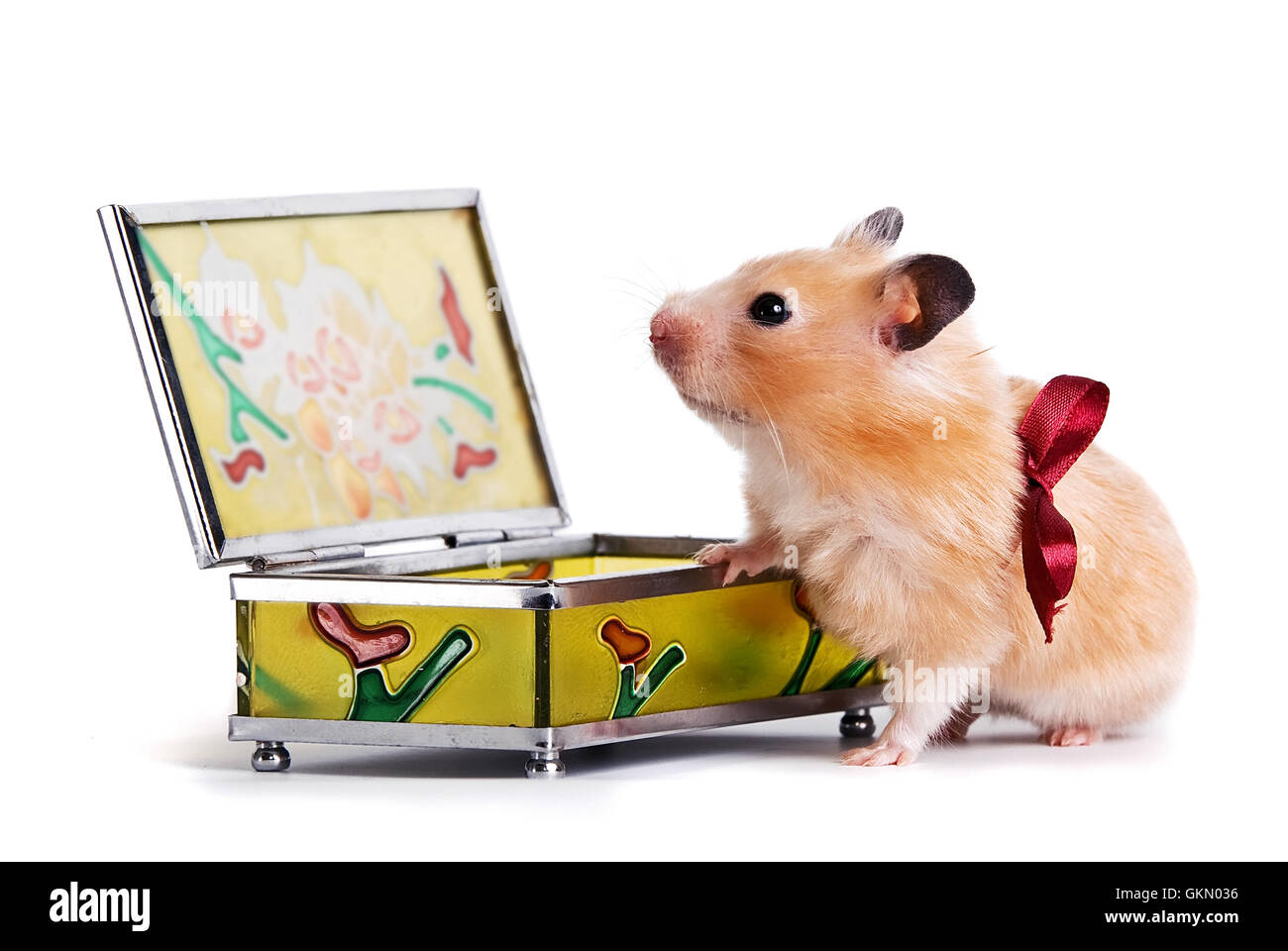 Hamster box decoration hi-res stock photography and images - Alamy