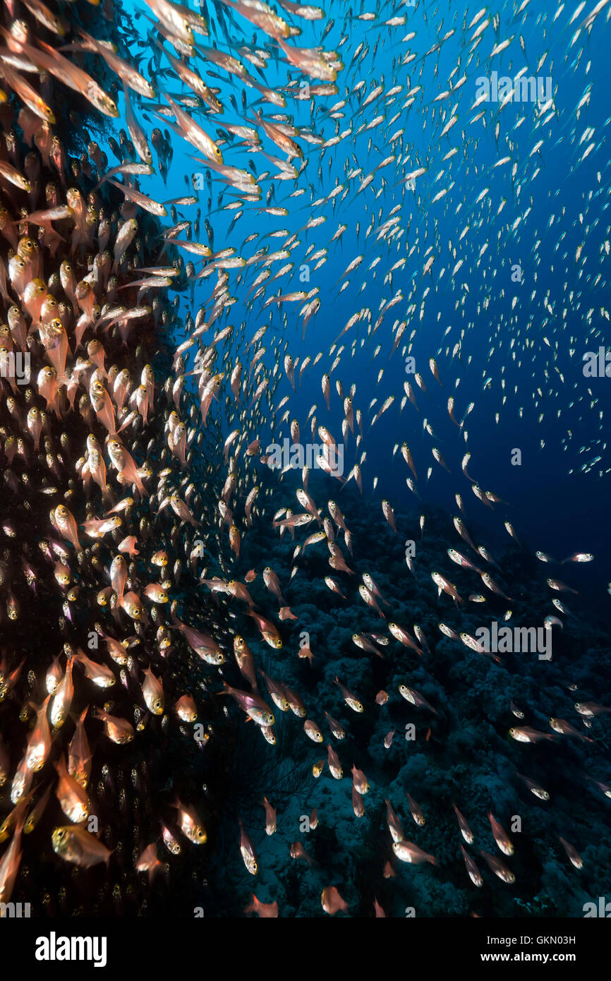 Golden sweepers (parapriacanthus ransonneti) in the Red Sea Stock Photo ...