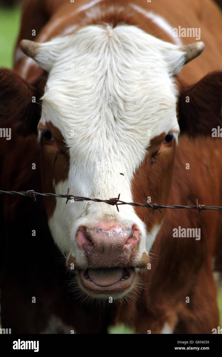 Bull farm fence hi-res stock photography and images - Alamy