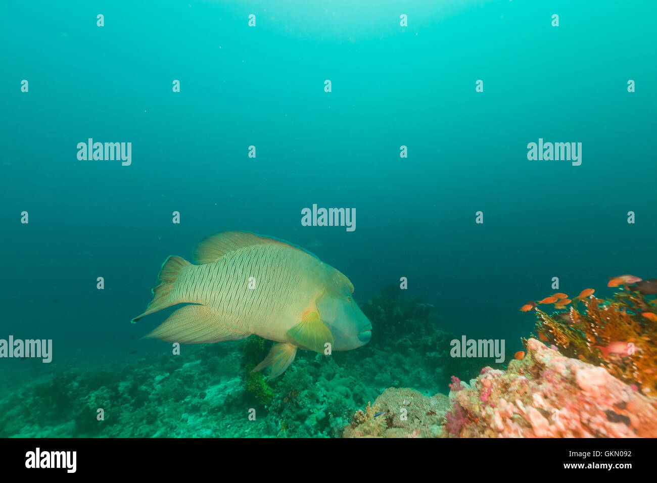 Napoleon wrasse nature ocean saltwater sea hi-res stock photography and ...
