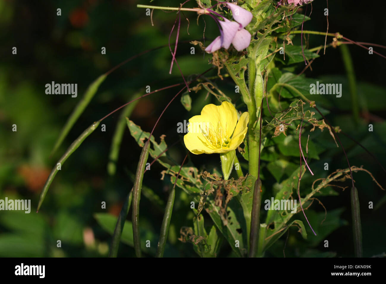Evening Primrose flower Stock Photo - Alamy
