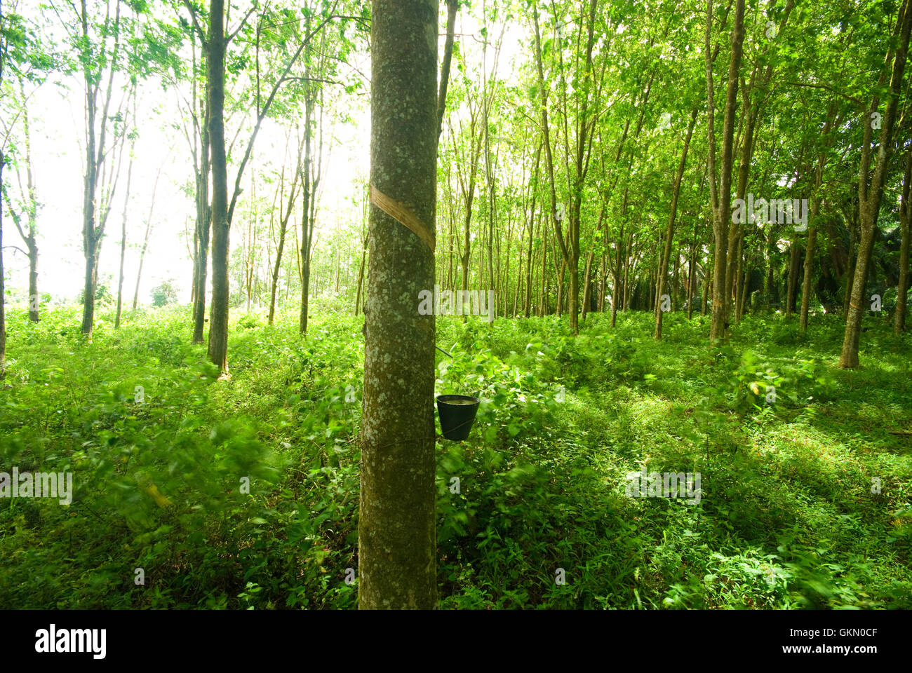 Rubber Plantation Malaysia High Resolution Stock Photography and Images ...