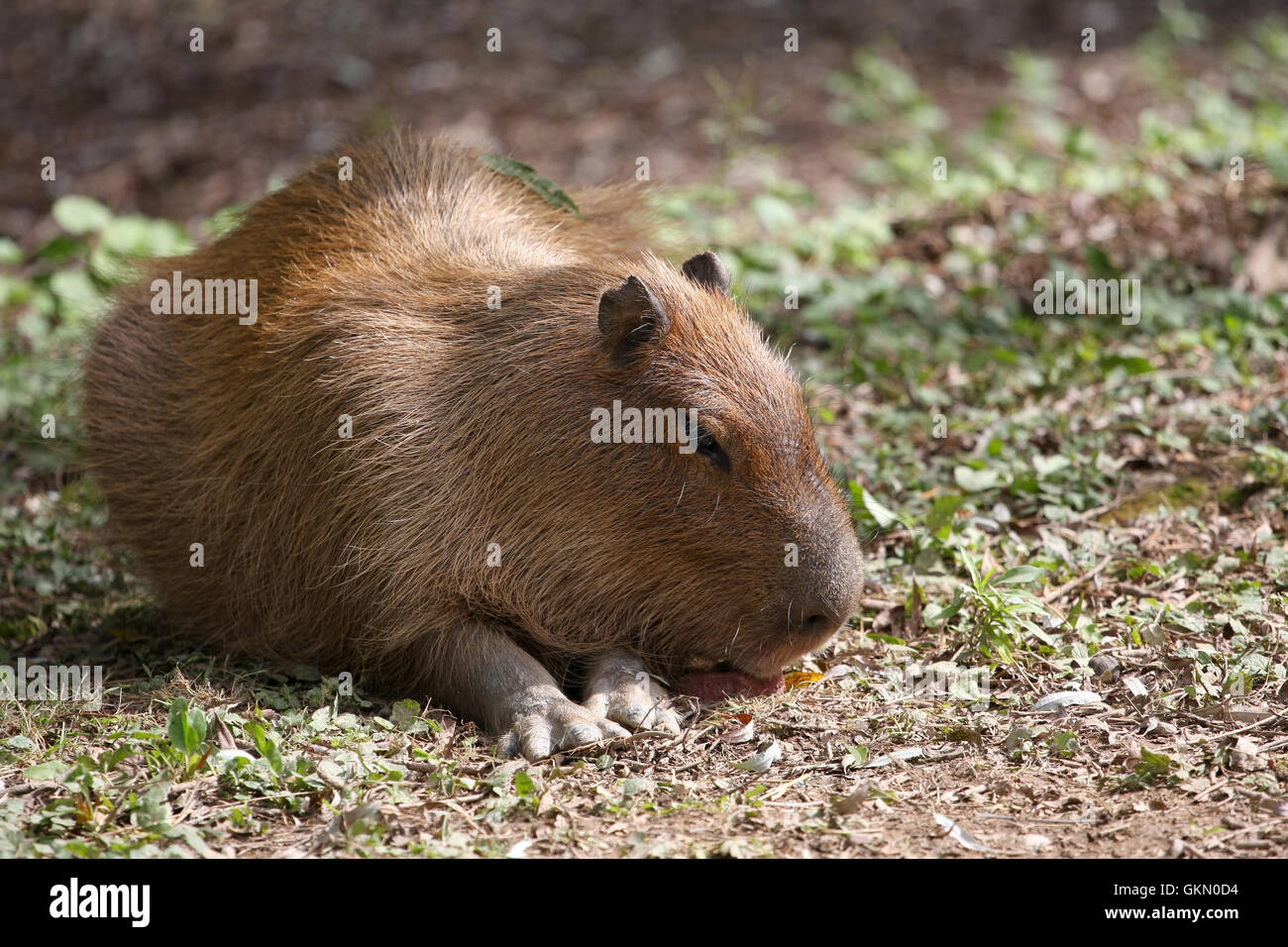 Capybara large rodent hi-res stock photography and images - Alamy