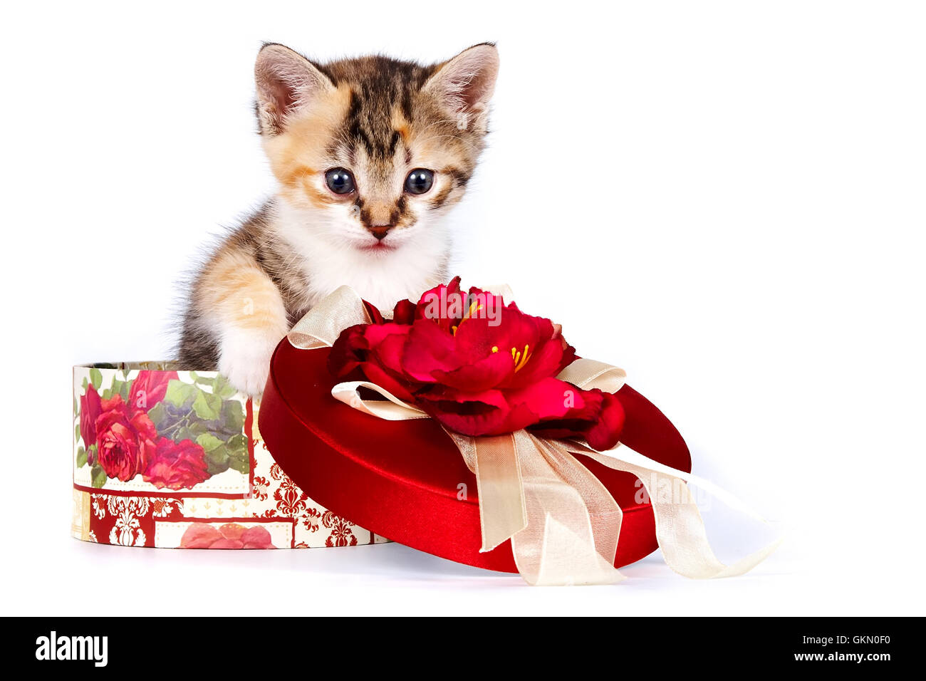 Cute tabby kitten in box Cut Out Stock Images & Pictures - Alamy
