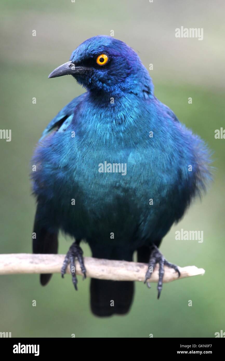 Glossy Starling Bird Stock Photo - Alamy
