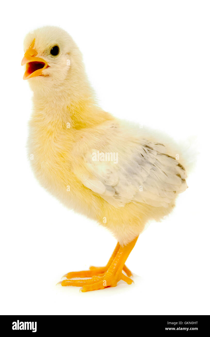 Sad hen Cut Out Stock Images & Pictures - Alamy