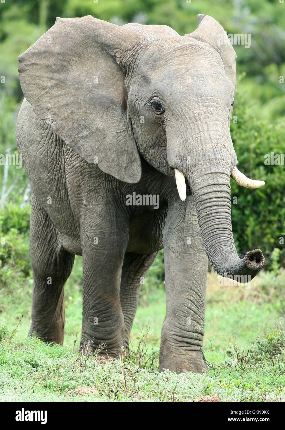 African Elephant Smelling Stock Photo - Alamy