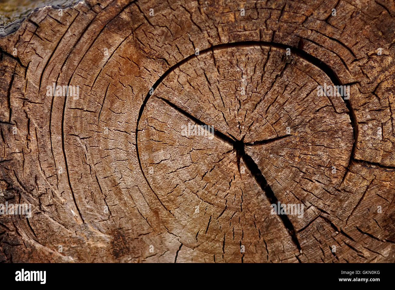 Tree trunk cut Stock Photo - Alamy
