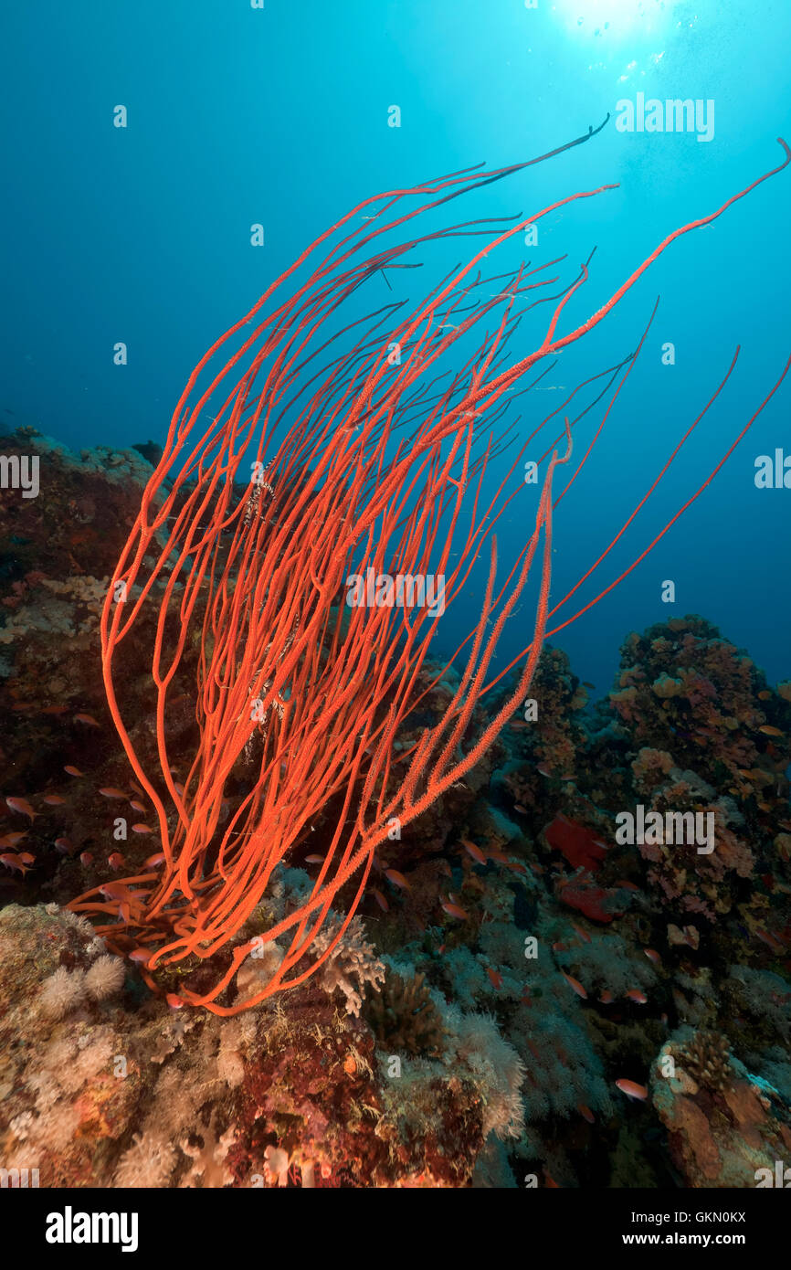 Red cluster whip and tropical reef in the Red Sea Stock Photo - Alamy