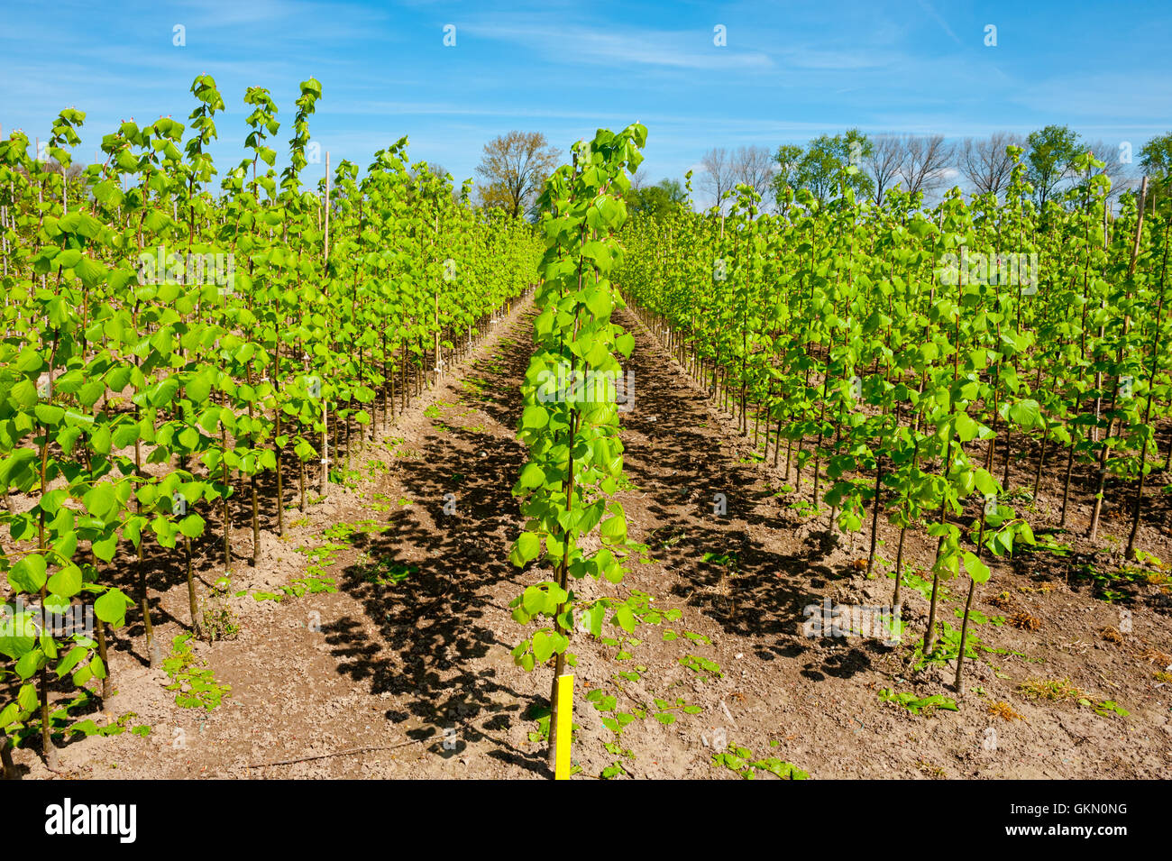 Neat tree rows hi-res stock photography and images - Alamy