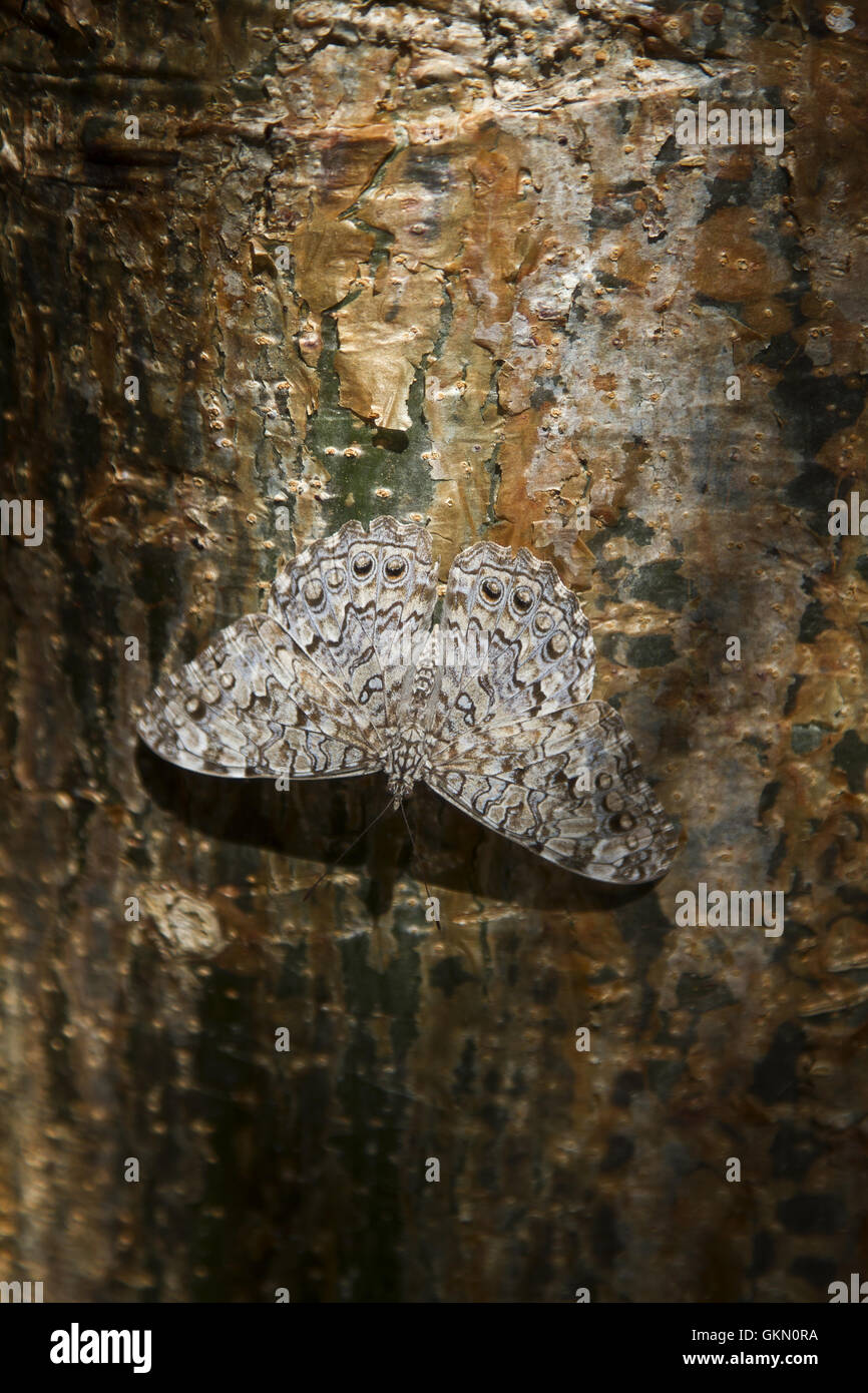 Landing on a tree Stock Photo - Alamy