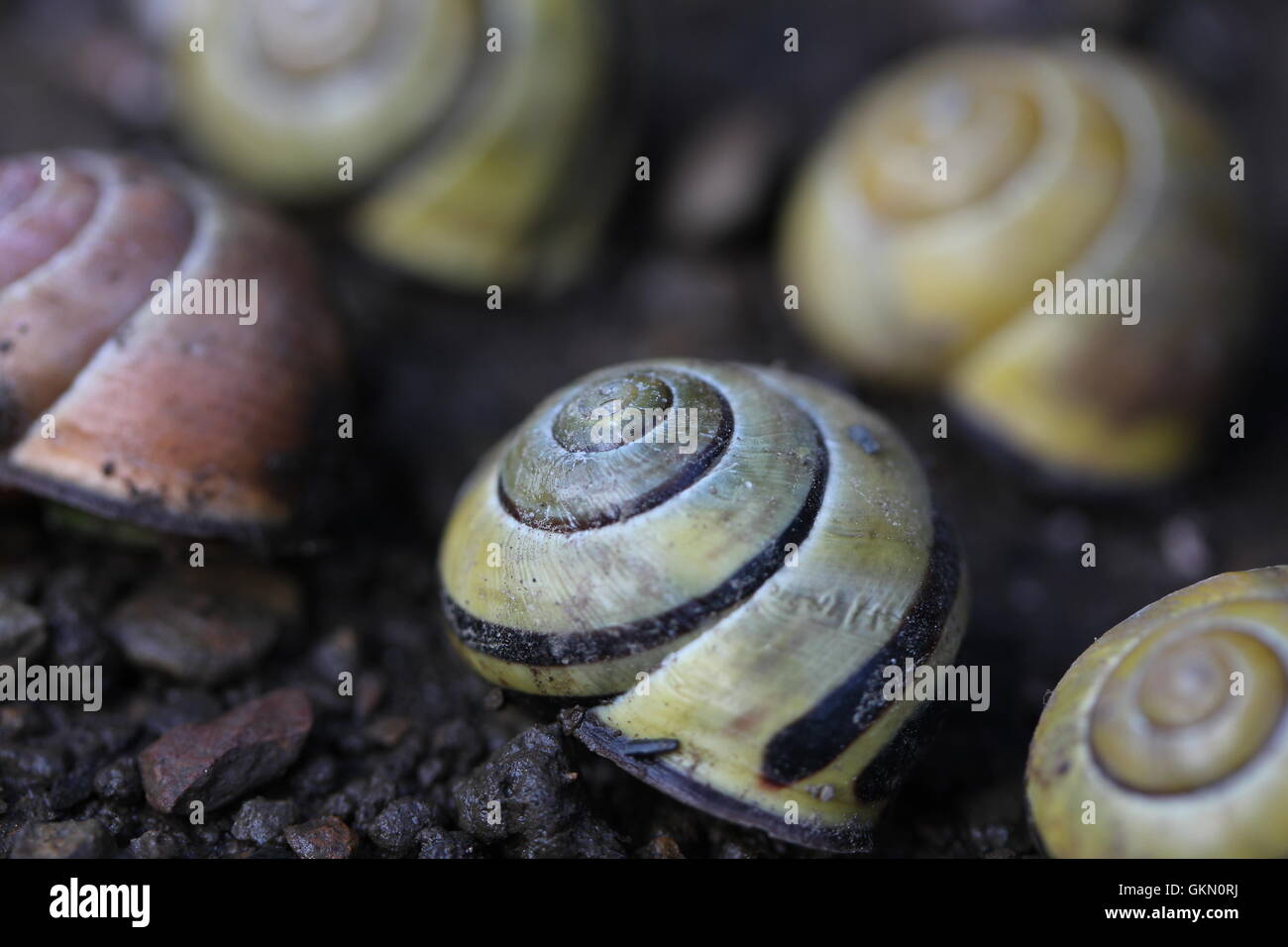 different snail houses Stock Photo - Alamy