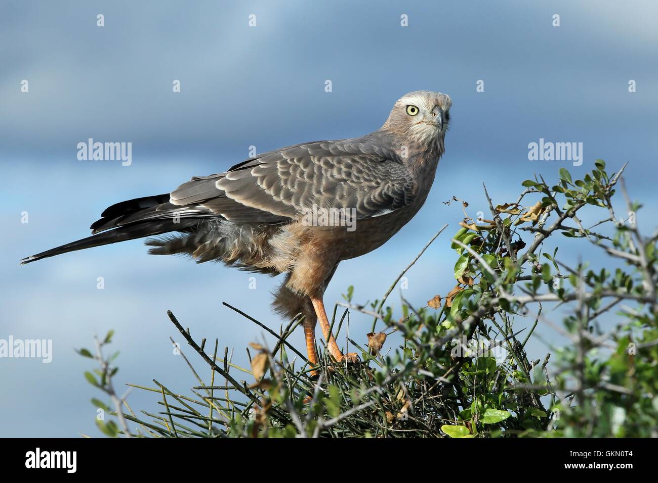 White goshawk hi-res stock photography and images - Alamy