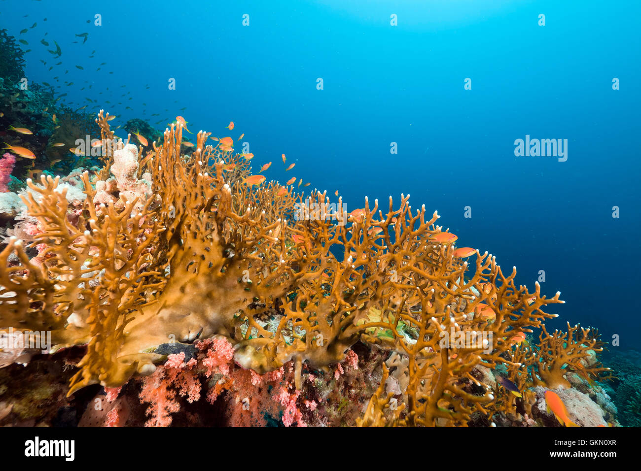 Fire coral in the Red Sea Stock Photo - Alamy