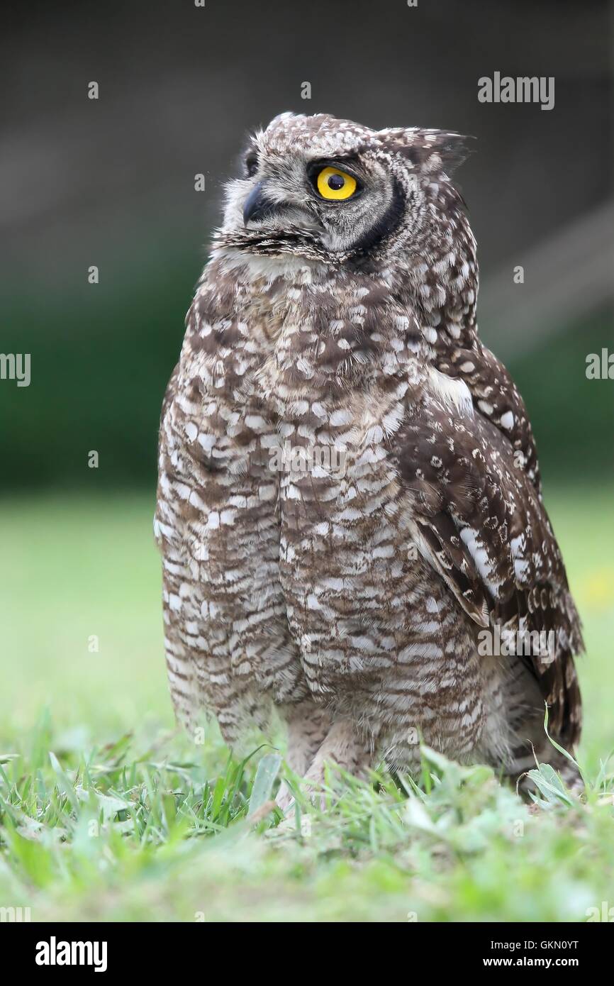 Spotted Eagle Owl Stock Photo - Alamy