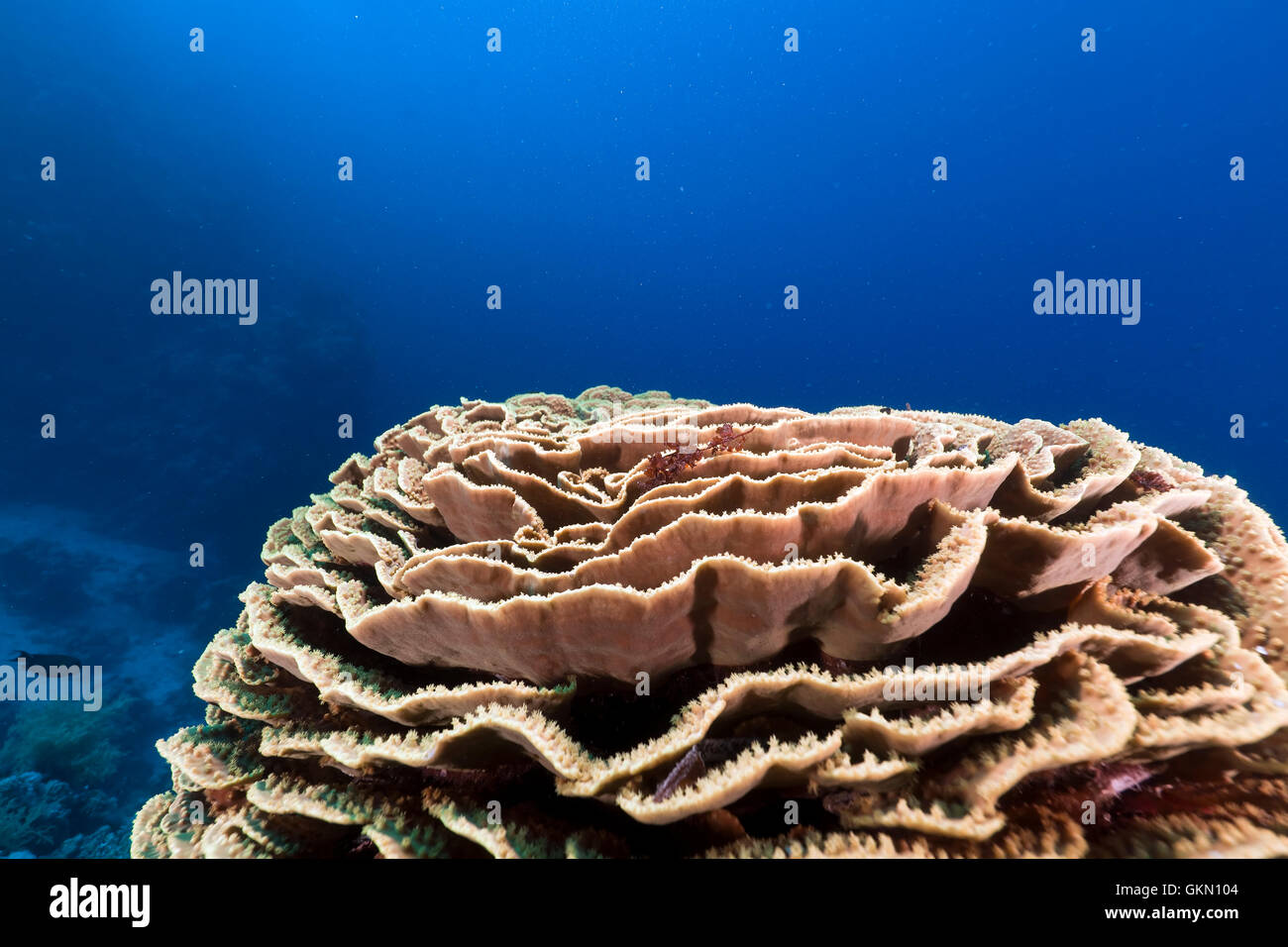 Lettuce coral in the Red Sea Stock Photo - Alamy