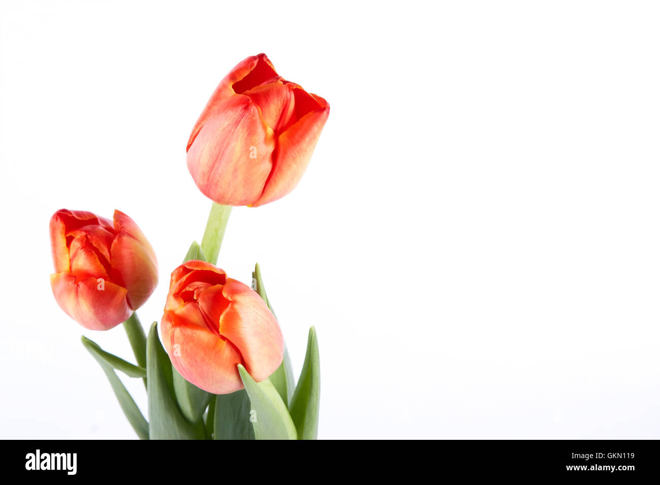 Orange and red tulip flowers Cut Out Stock Images & Pictures - Alamy