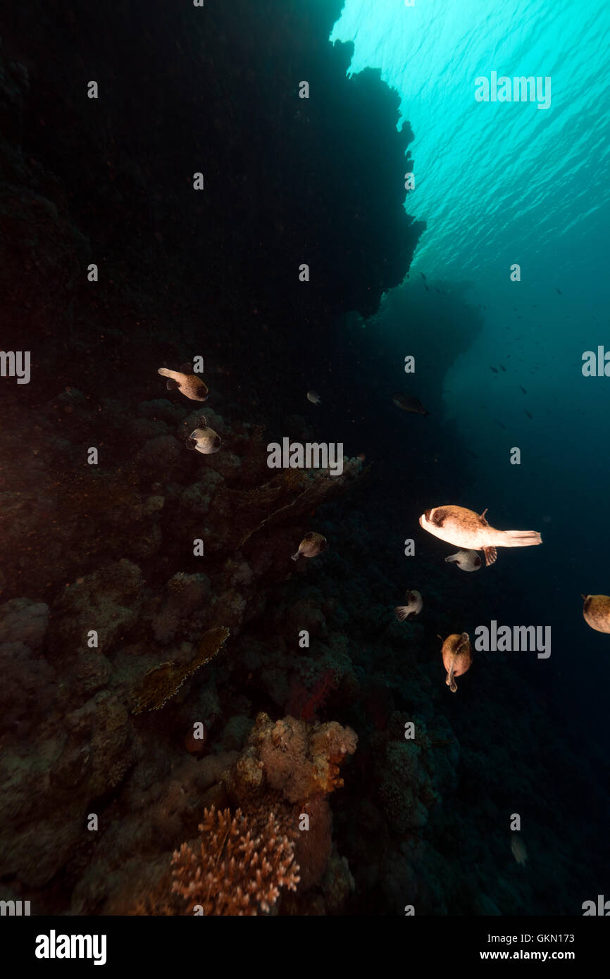 Masked puffers in the Red Sea Stock Photo - Alamy