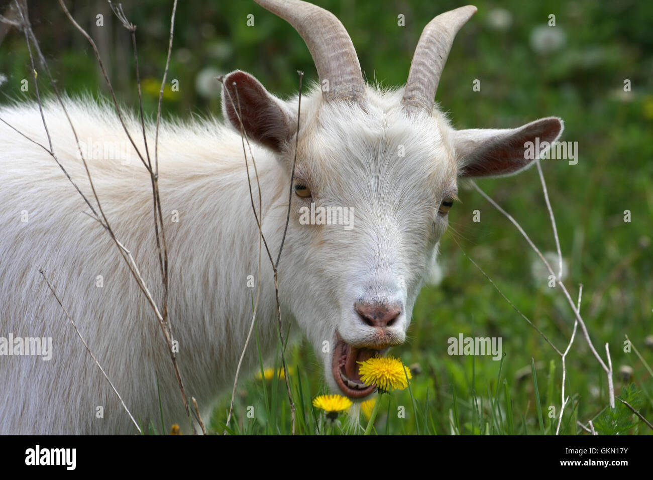 Miniature goat hi-res stock photography and images - Alamy