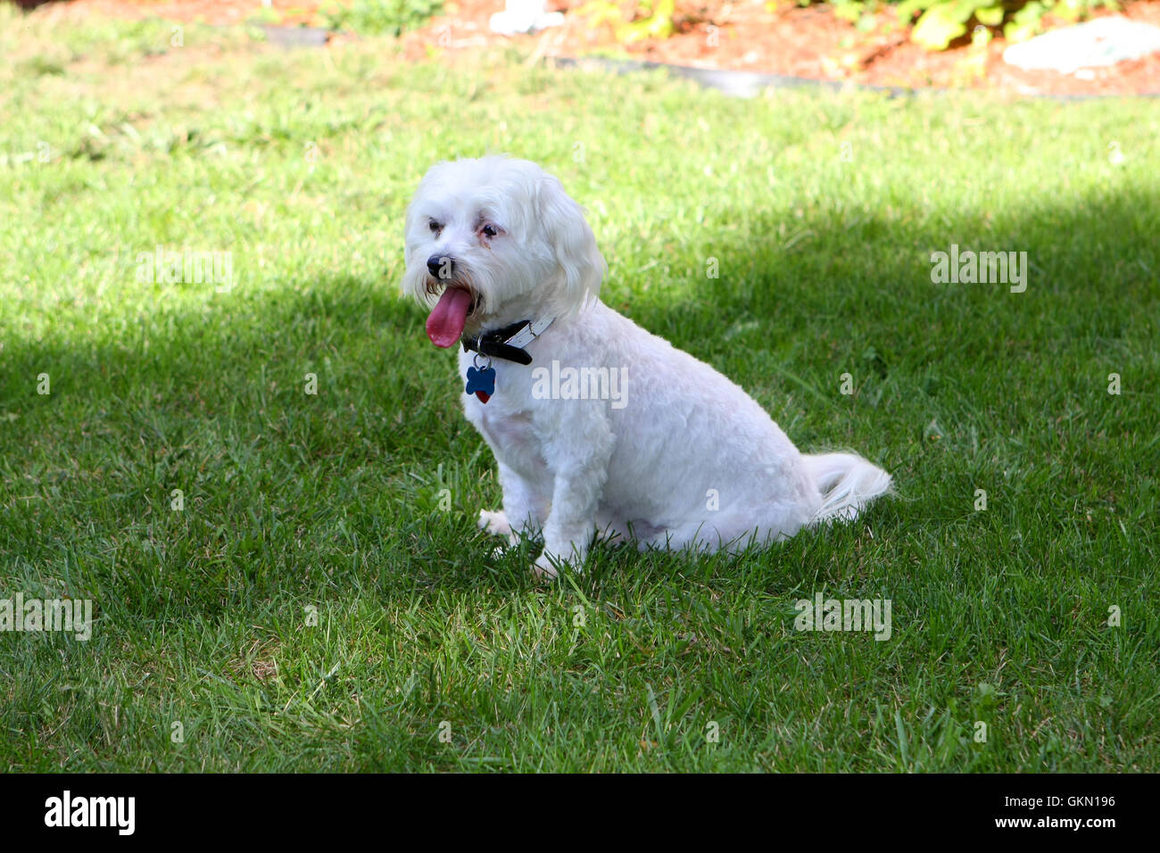 Mix of seated hi-res stock photography and images - Alamy