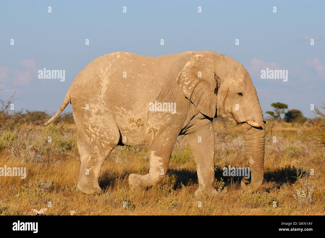White Elephant, Etosha National Park, Namibia Stock Photo - Alamy