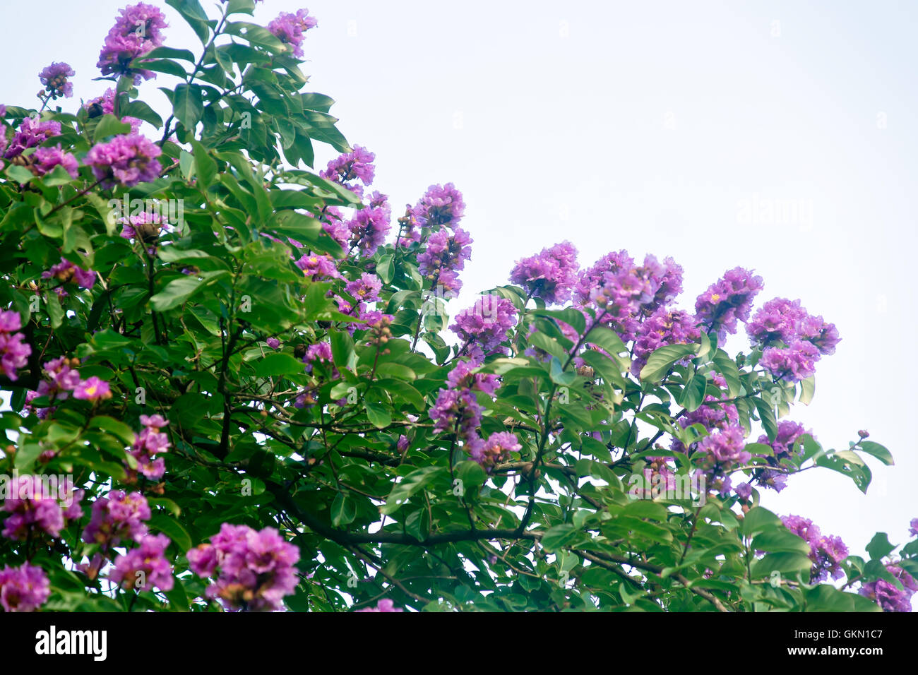 Crape myrtle flowers Stock Photo - Alamy