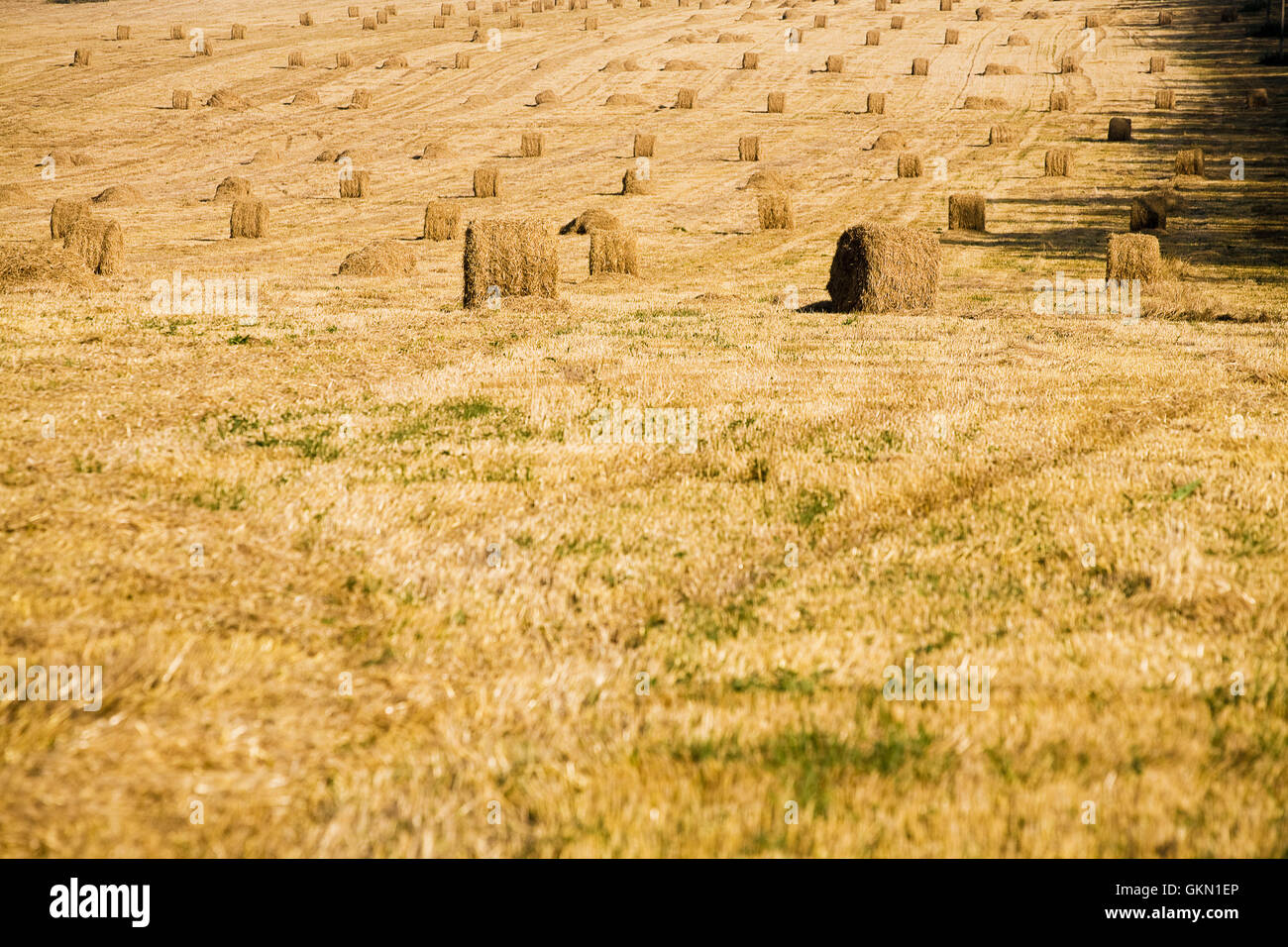 Yellow haystacks on a pure field from a crop in the late summer Stock ...