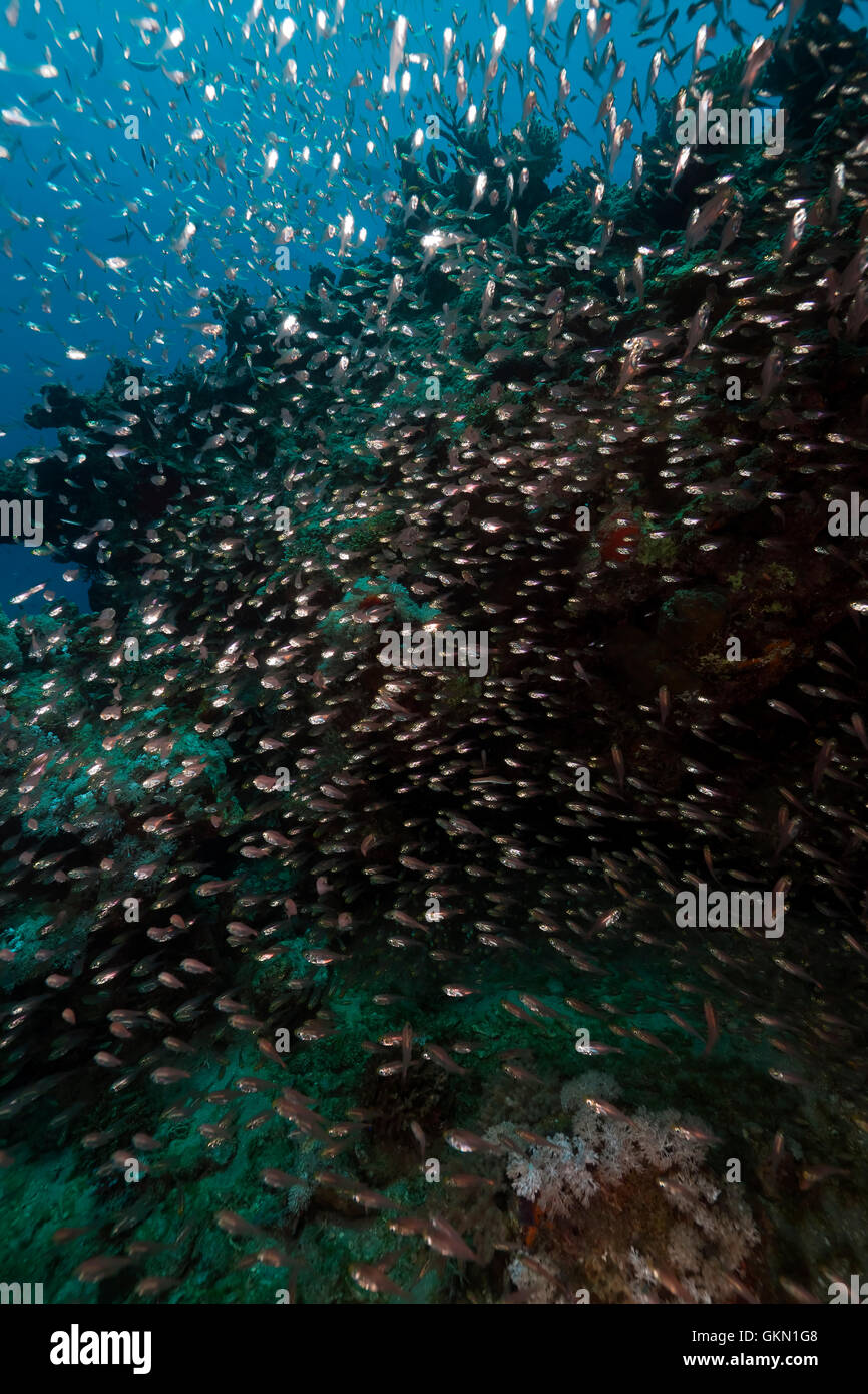 Glassfish background hi-res stock photography and images - Alamy
