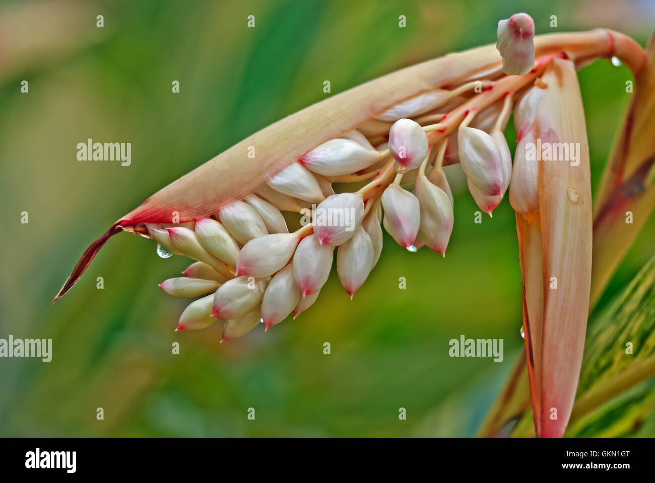 Variegated Shell Ginger Stock Photo - Alamy
