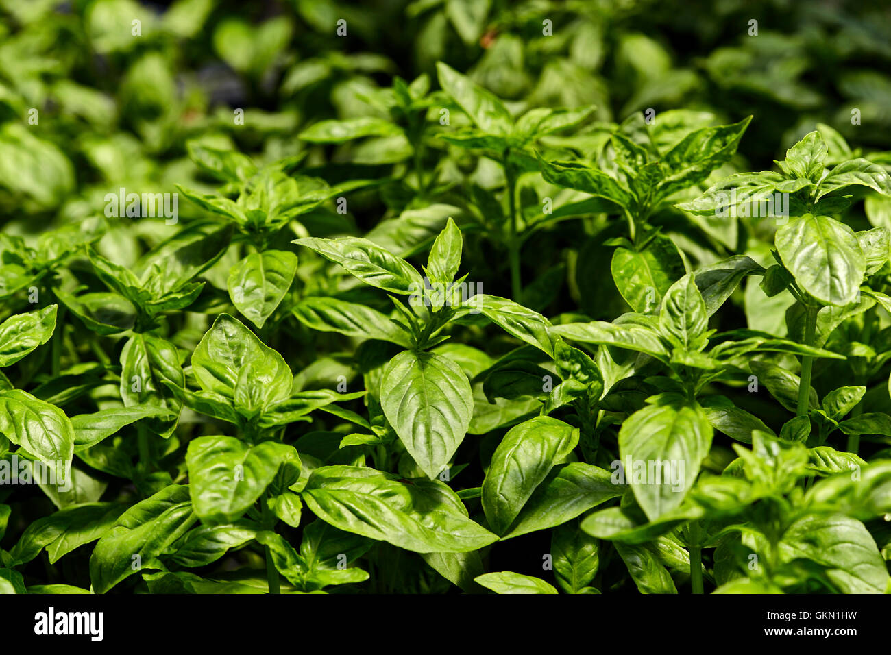 Basil plants growing in a garden with buds and shallow depth of field ...