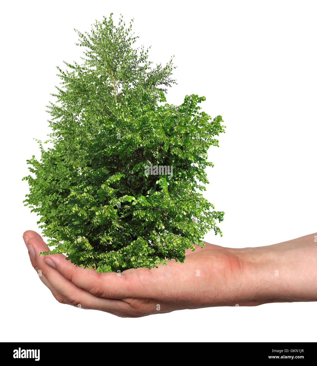 Green trees in leaf Cut Out Stock Images & Pictures - Alamy