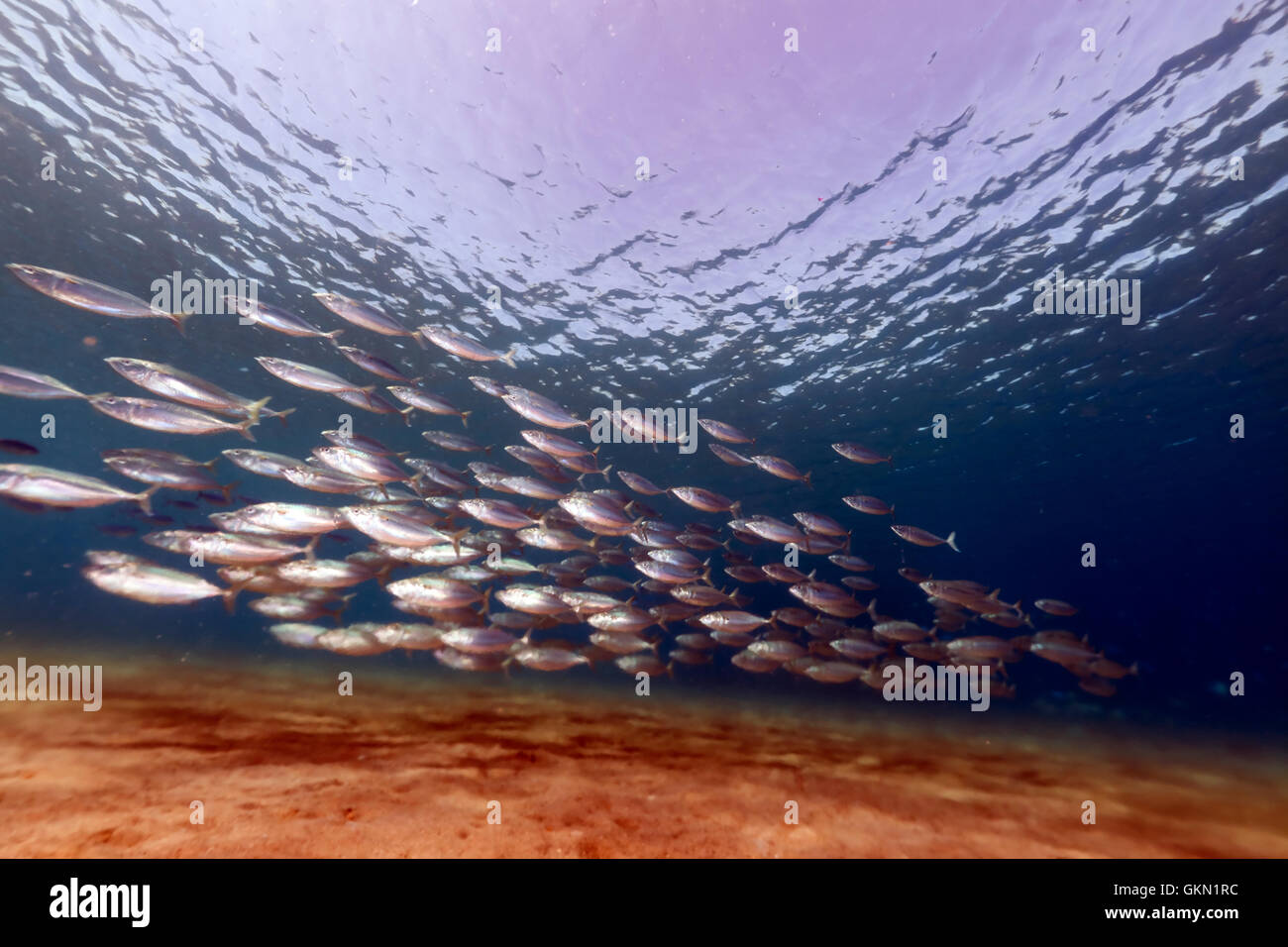 Striped mackerel (rastrelliger kanagurta) in the Red Sea Stock Photo ...