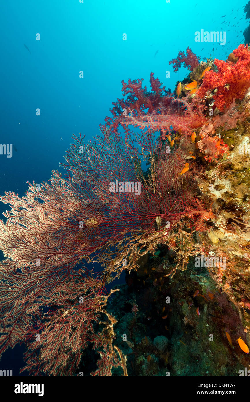 Sea fan in the Red Sea Stock Photo - Alamy