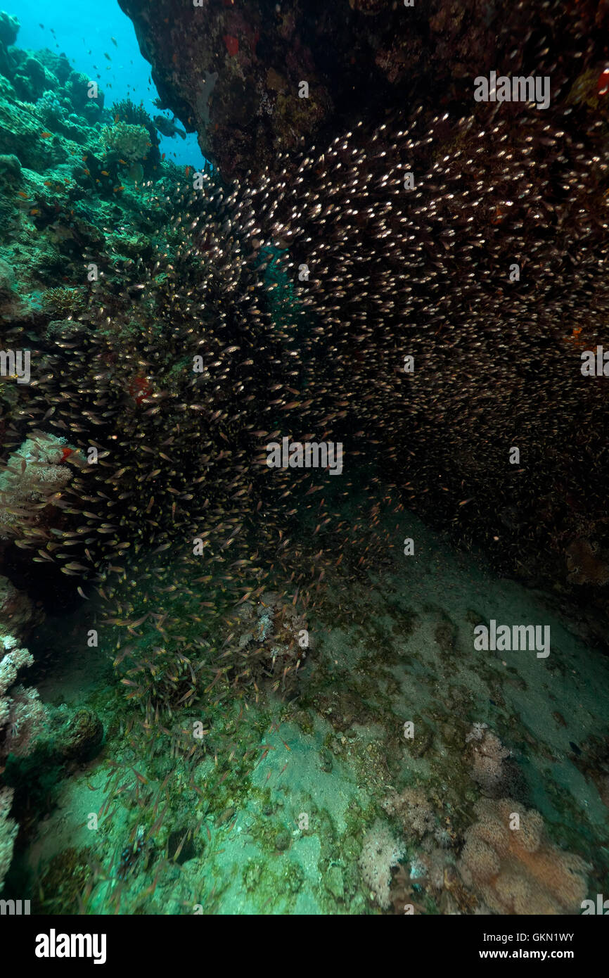 Glassfish background hi-res stock photography and images - Alamy