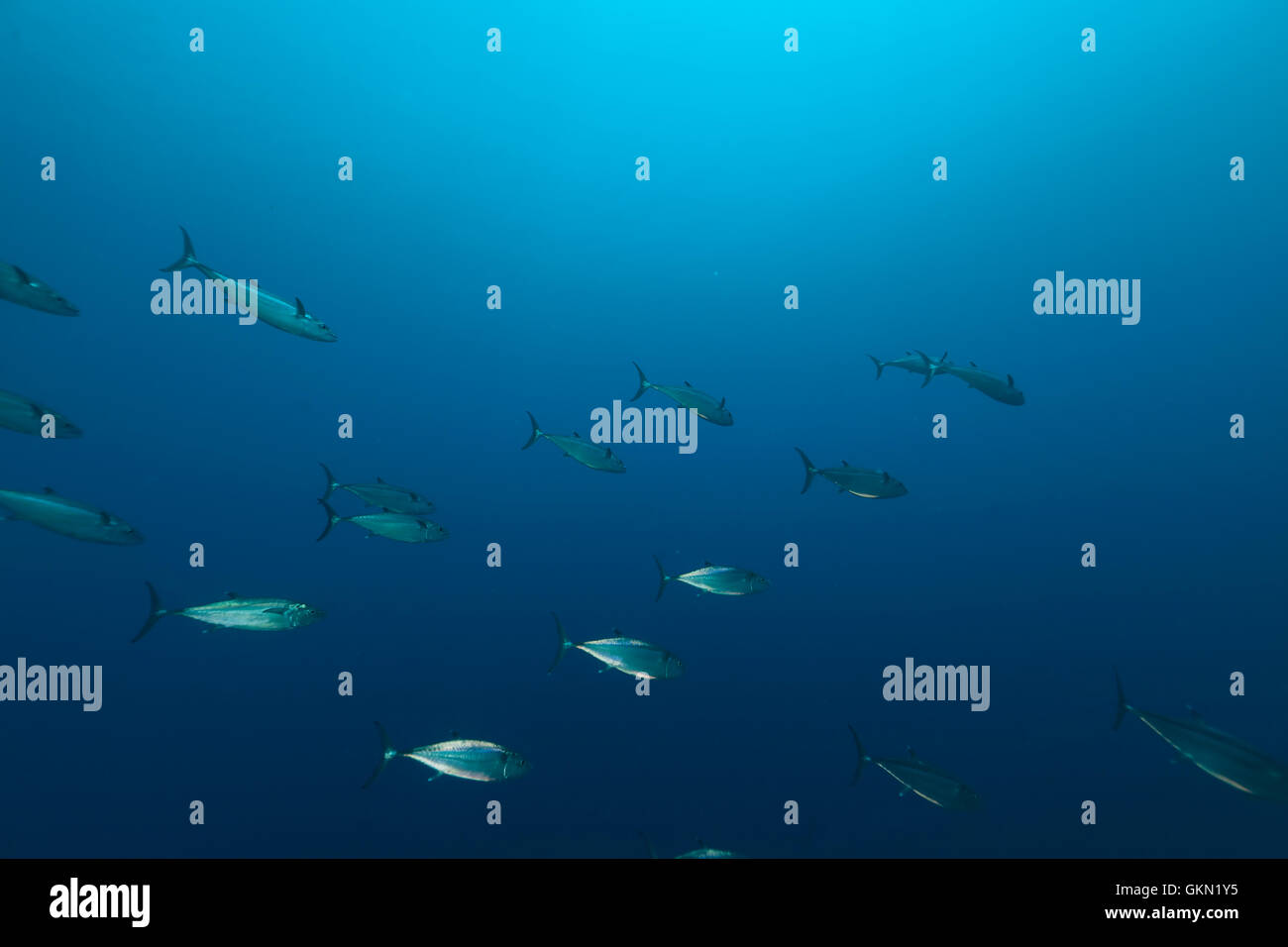 Dogtooth tuna in the Red Sea Stock Photo - Alamy